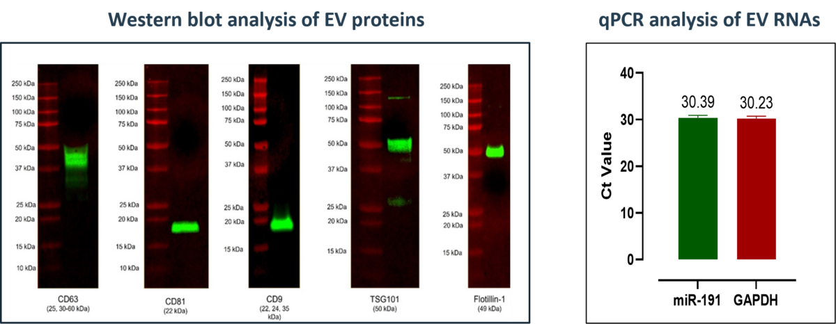 Exosome Services – ResearchDx